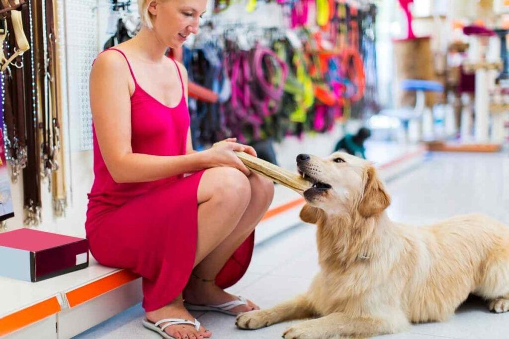 Golden Retriever Mating Age: Breeding Age Explained - Retriever Advice
