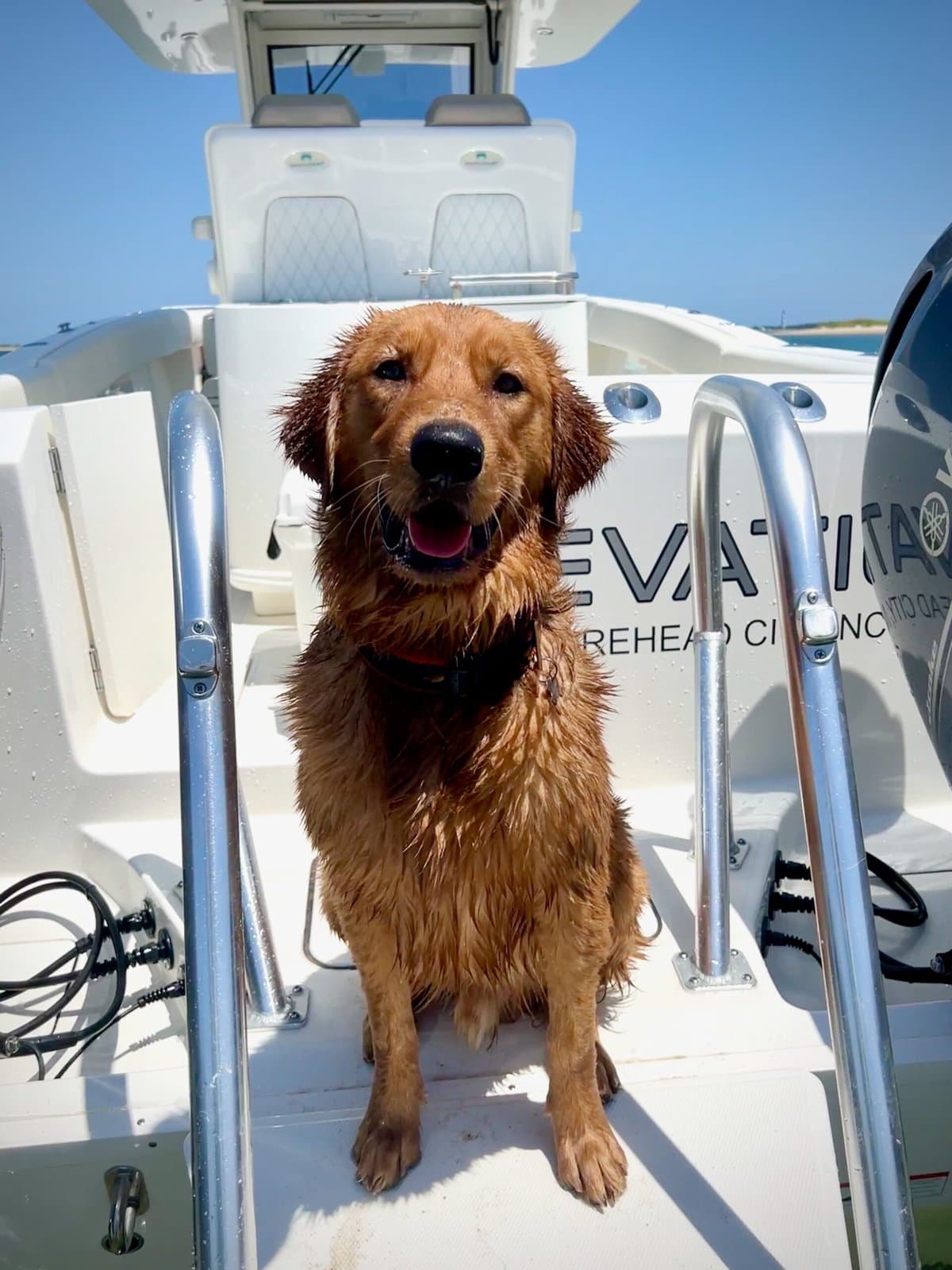 Do Golden Retriever Have Webbed Feet? - Retriever Advice