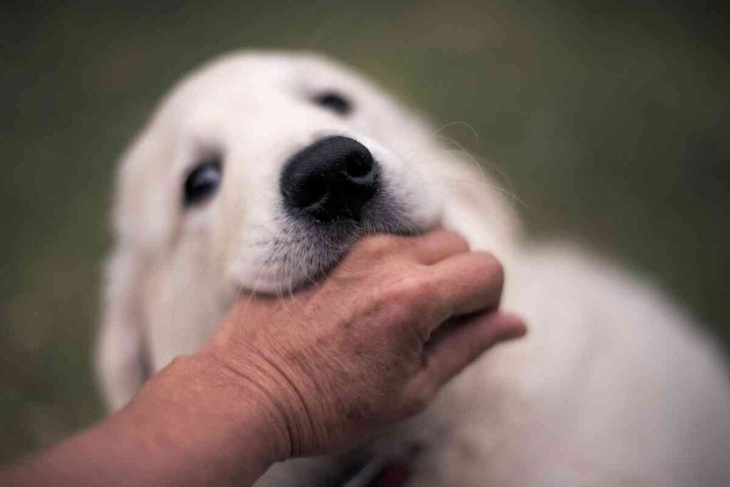 Golden Retriever Mating Age: Breeding Age Explained - Retriever Advice