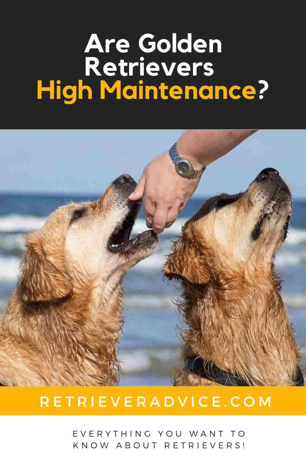 Are Golden Retrievers High Maintenance? - Retriever Advice