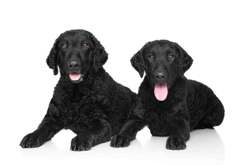 What Is A Canadian Golden Retriever, Ey? 11 Characteristics - Retriever ...