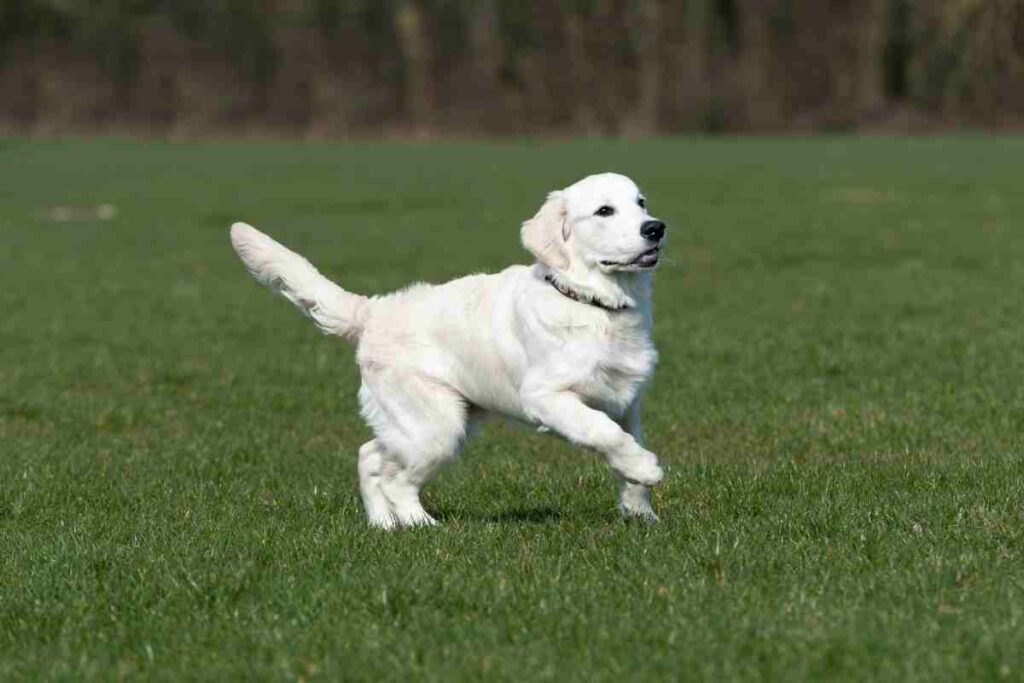 1-Year-Old Labrador Retriever – What You Need to Know - Retriever Advice
