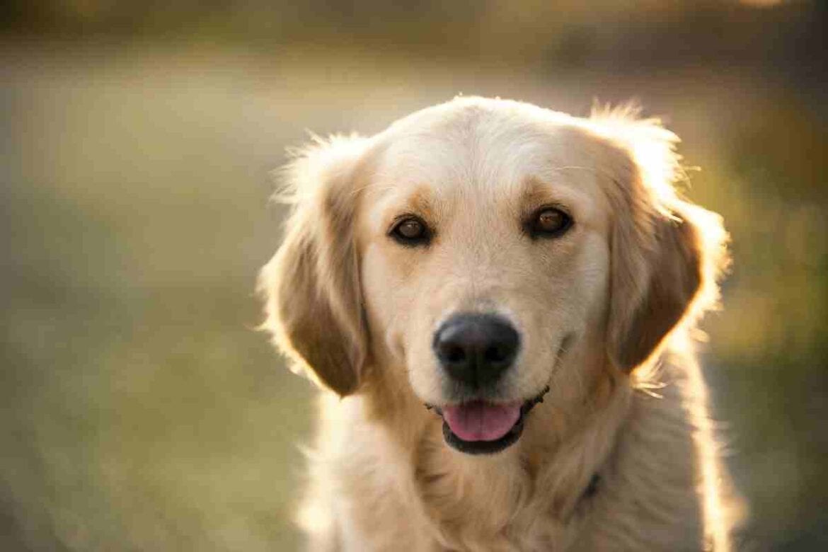 Why Do Golden Retrievers Smile? - Retriever Advice