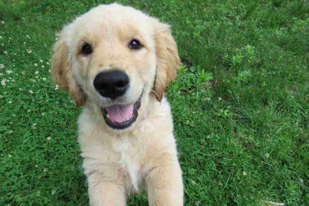 Why Do Golden Retrievers Smile? - Retriever Advice
