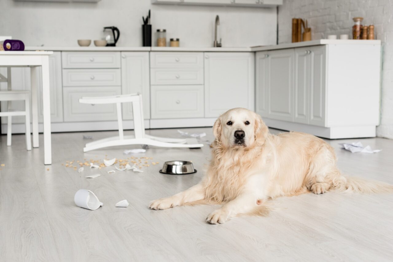 Why Does My Labrador Retriever Have Bumps? Lipomas Explained ...