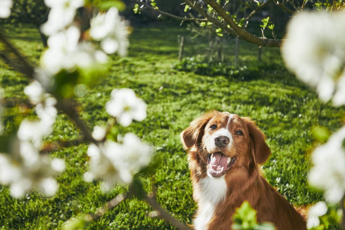 What Is A Canadian Golden Retriever, Ey? 11 Characteristics - Retriever ...