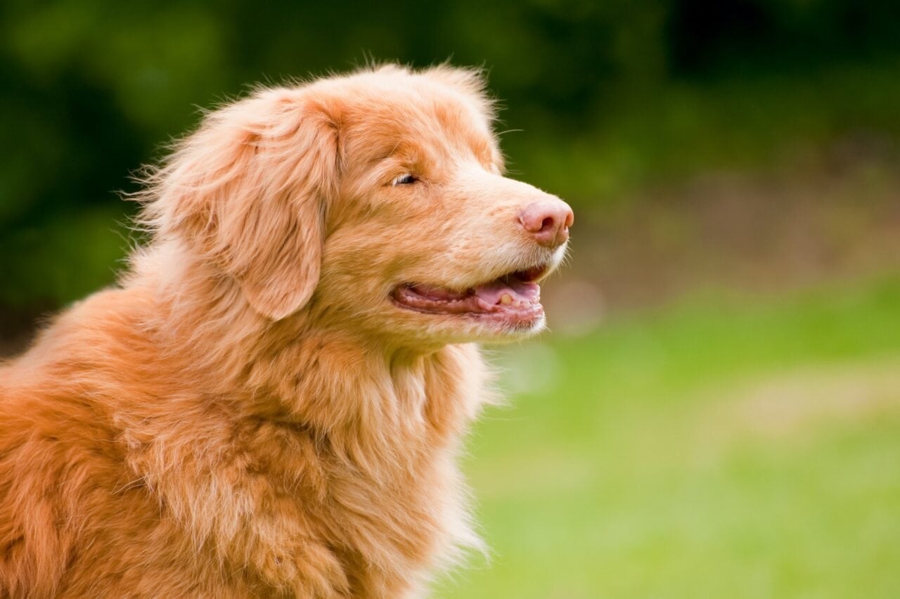 Long Hair vs. Short Hair Golden Retrievers - Retriever Advice