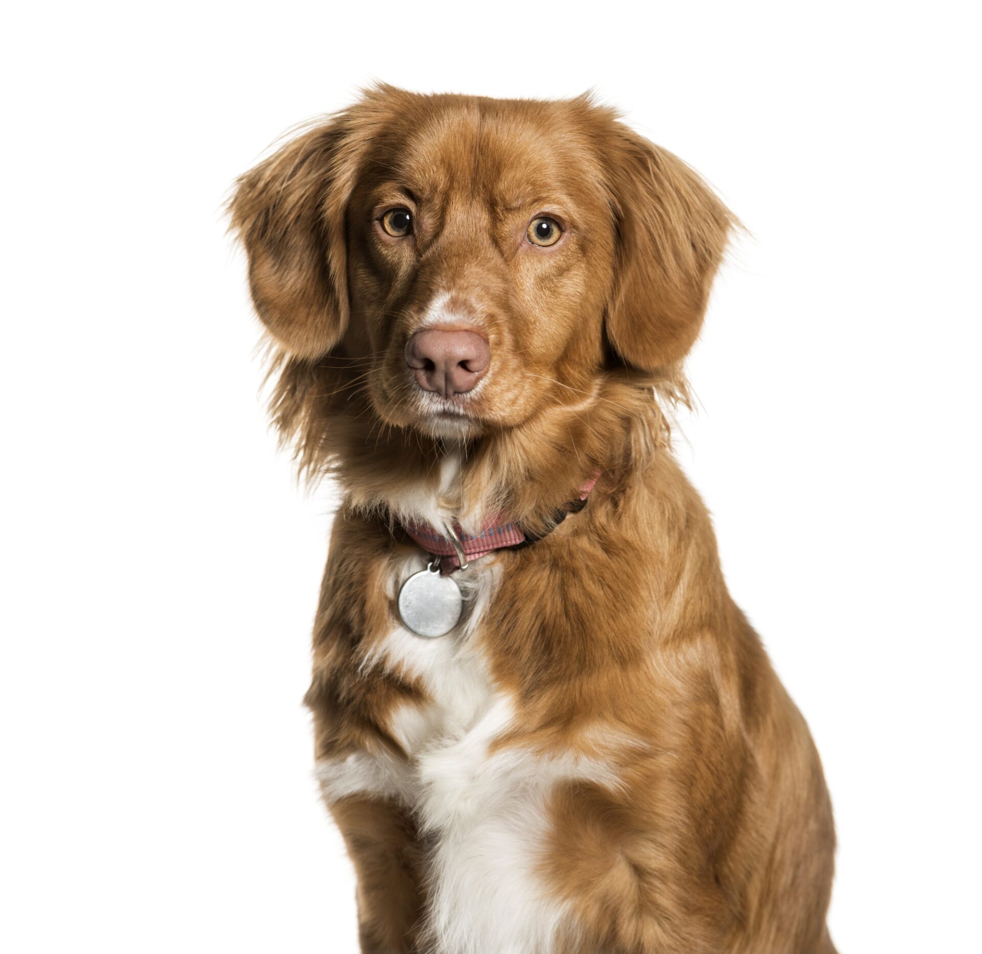 What Is A Canadian Golden Retriever, Ey? 11 Characteristics - Retriever ...