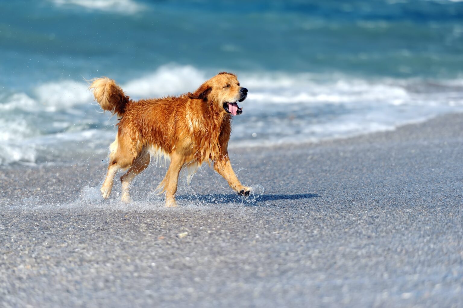 Why is my Golden Retriever so hyper? - Retriever Advice