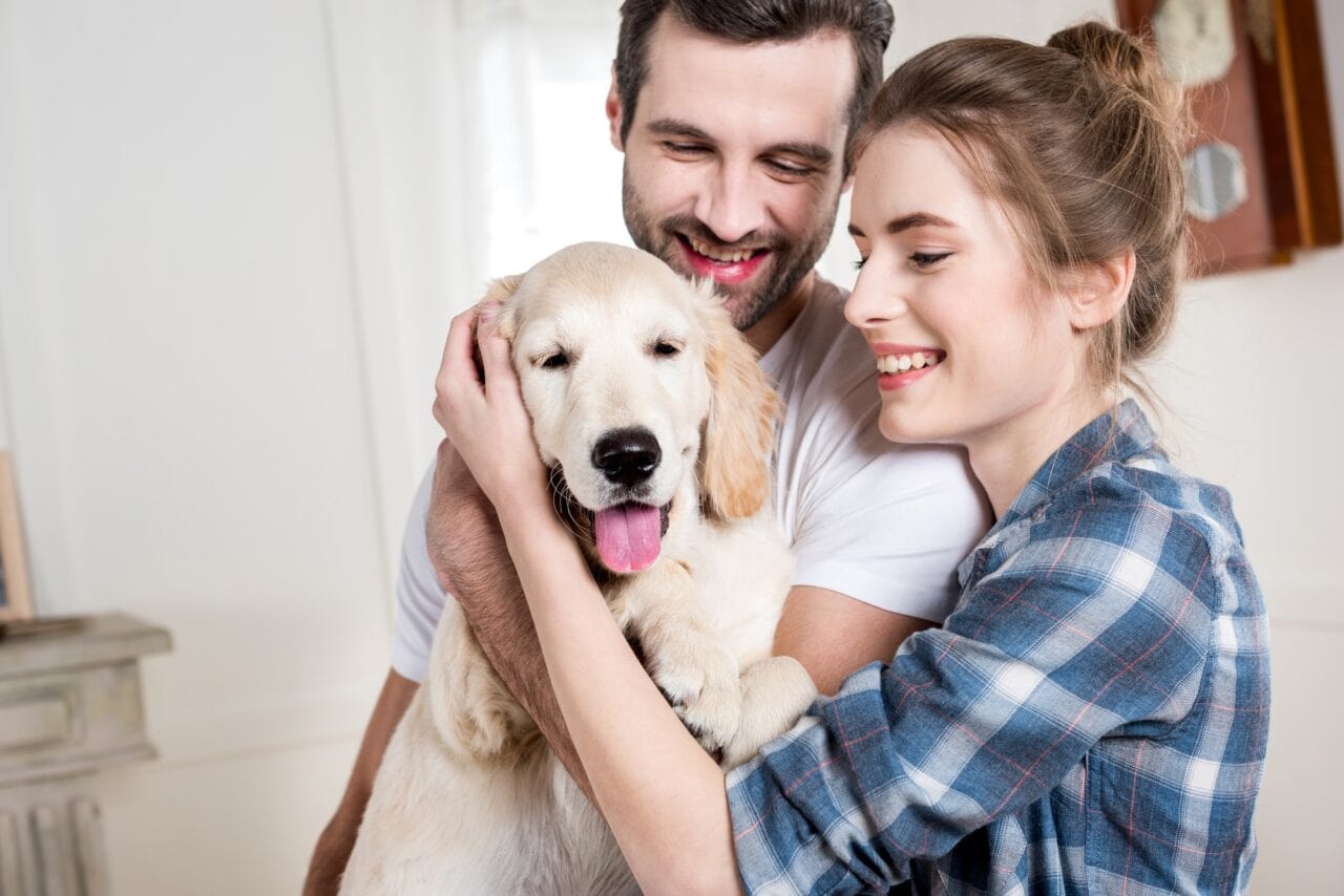 Golden Retriever Mating Age: Breeding Age Explained - Retriever Advice