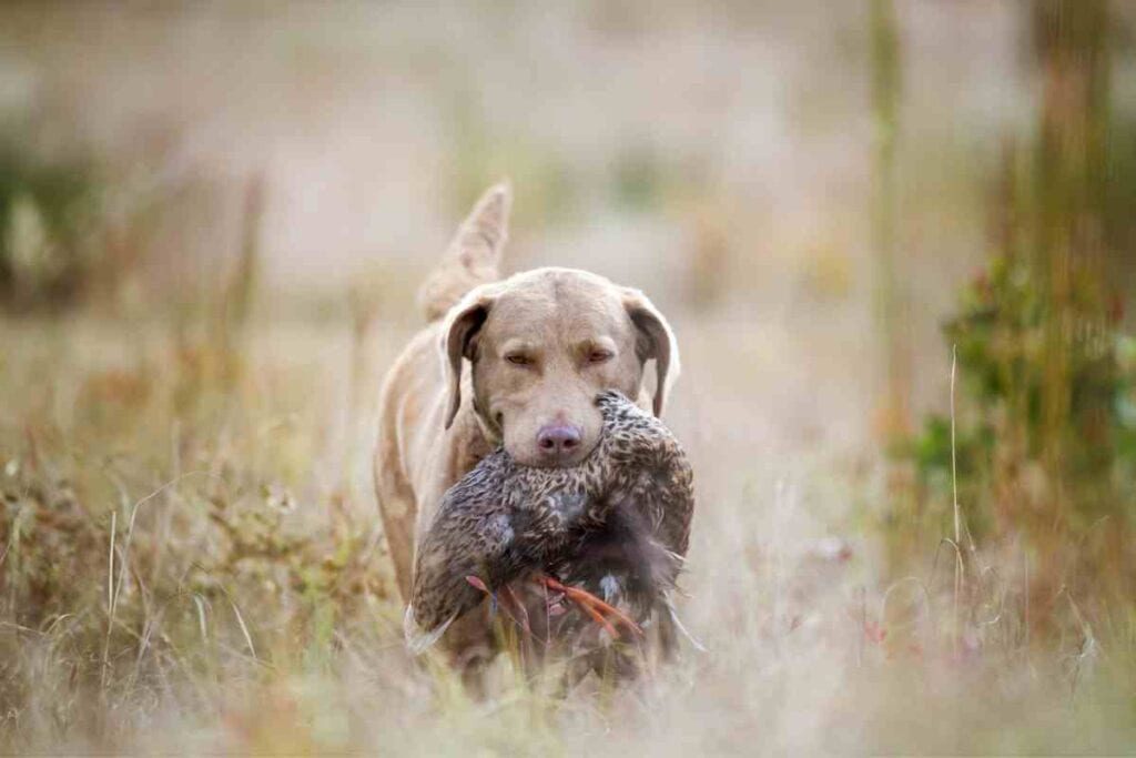 Understanding Labrador Retrievers' Body Language: A Guide for Dog ...