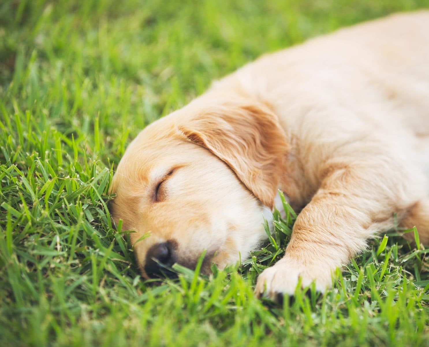 9 Dog Breeds That Look Like Golden Retrievers - Retriever Advice