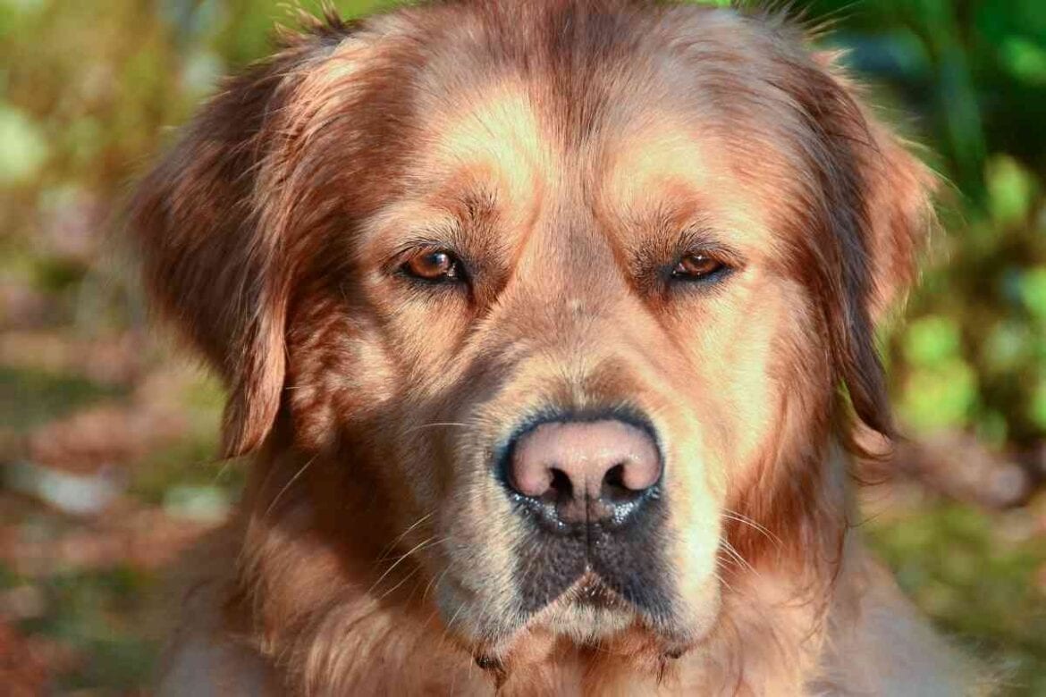 Are Male or Female Golden Retrievers Easier to Train? - Retriever Advice