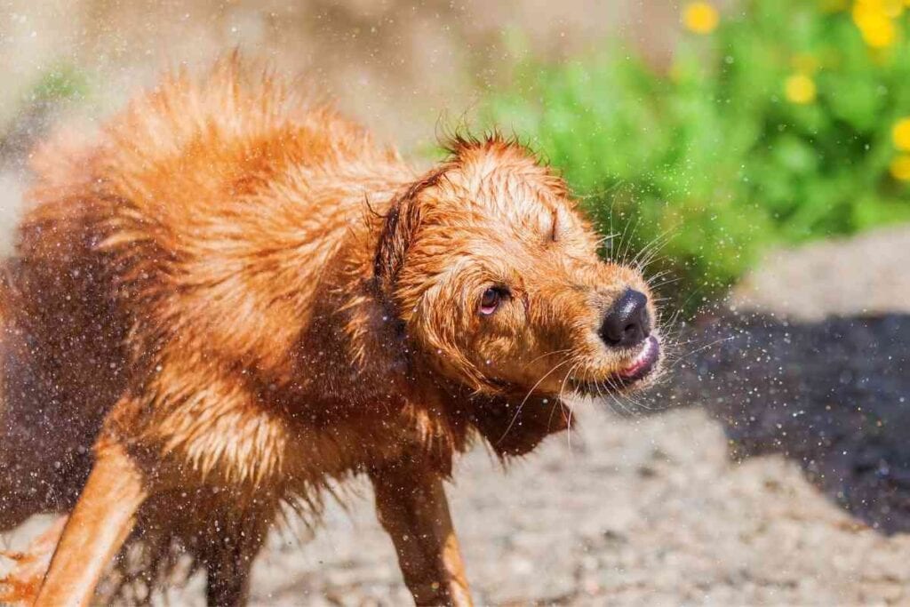 Why Does My Labrador Retriever Have Bumps? Lipomas Explained ...