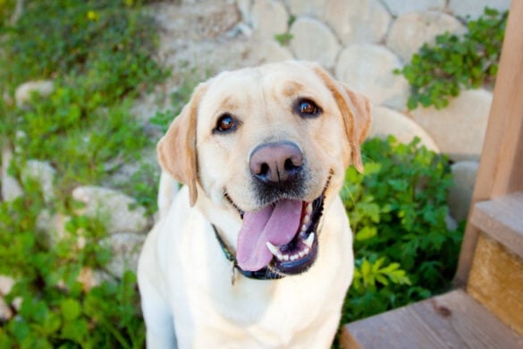 Is a Lab a Good Inside Dog? (Answered!) - Retriever Advice - Golden ...