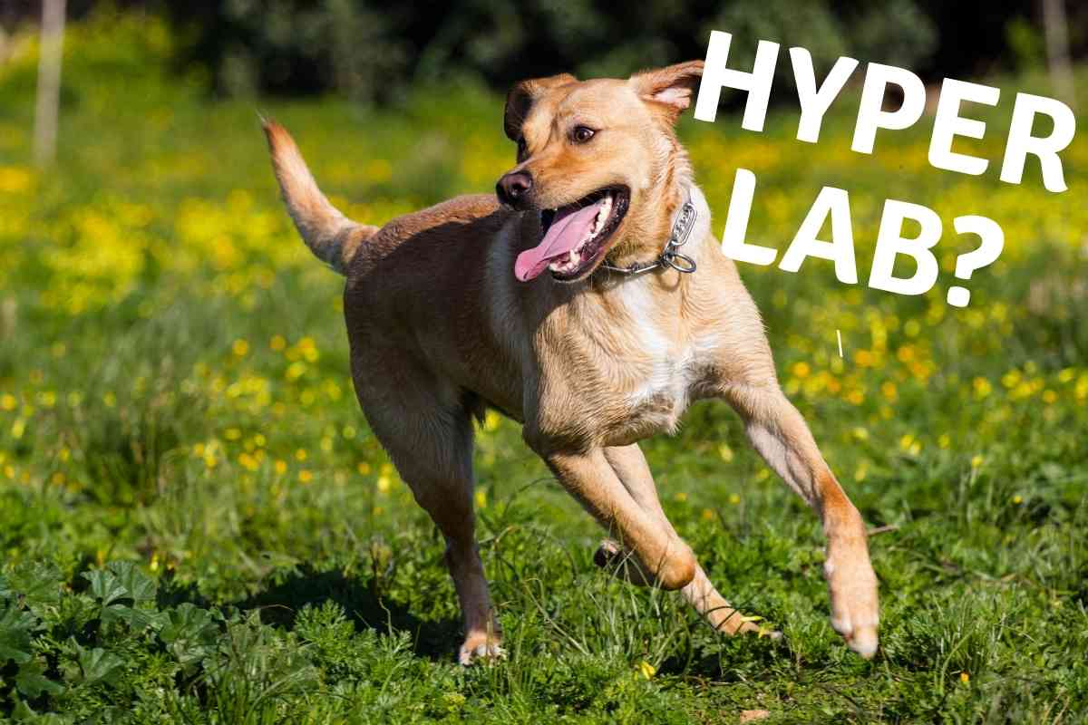 Are Labrador Retrievers Puppies Hyperactive