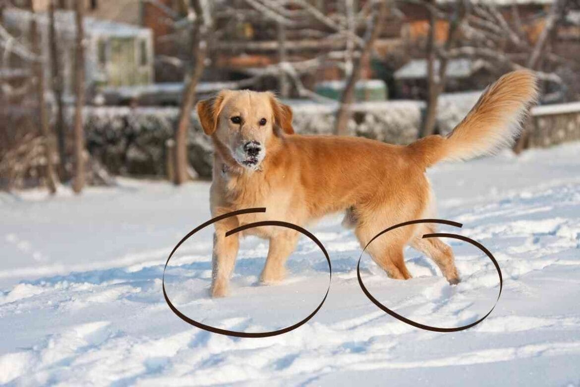 Dark Colored Golden Retrievers – Everything You Need to Know ...