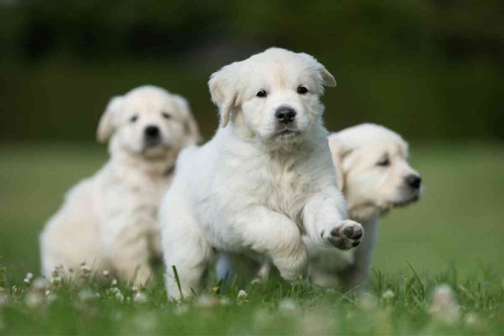 Can a Golden Retriever Be a Guard Dog? - Retriever Advice