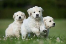 Field Golden Retrievers vs Show Golden Retrievers: 7 Differences ...