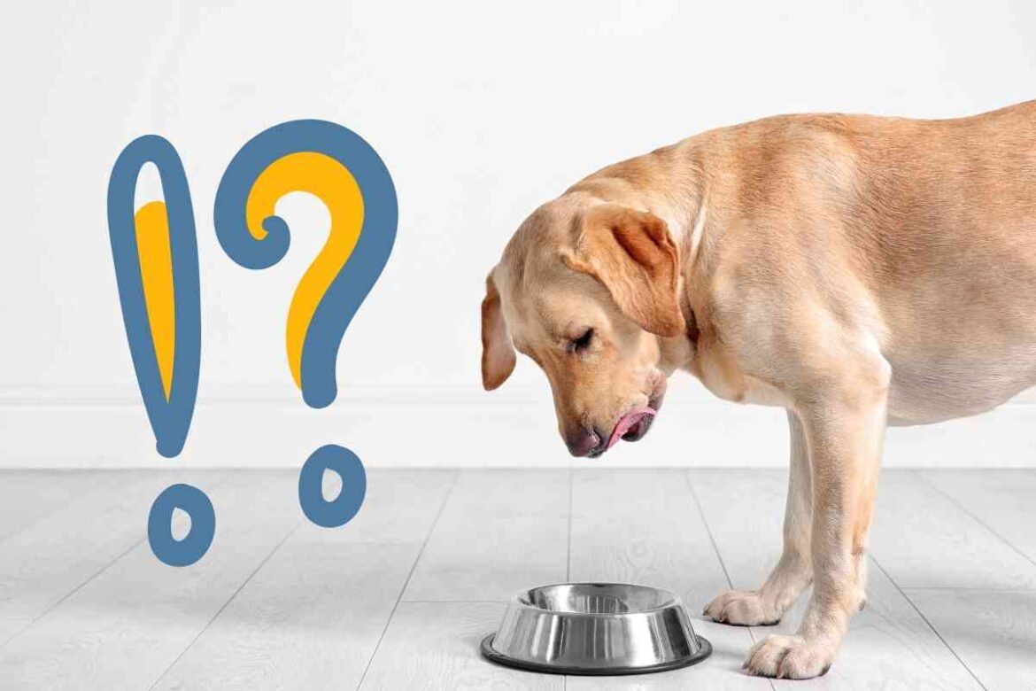 Labrador Retrievers as Working Dogs: A Comprehensive Guide - Retriever ...