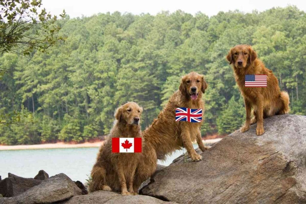 Field Golden Retrievers vs Show Golden Retrievers: 7 Differences ...