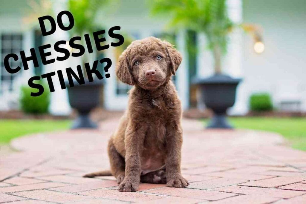 Why Does My Labrador Retriever Have Bumps? Lipomas Explained ...