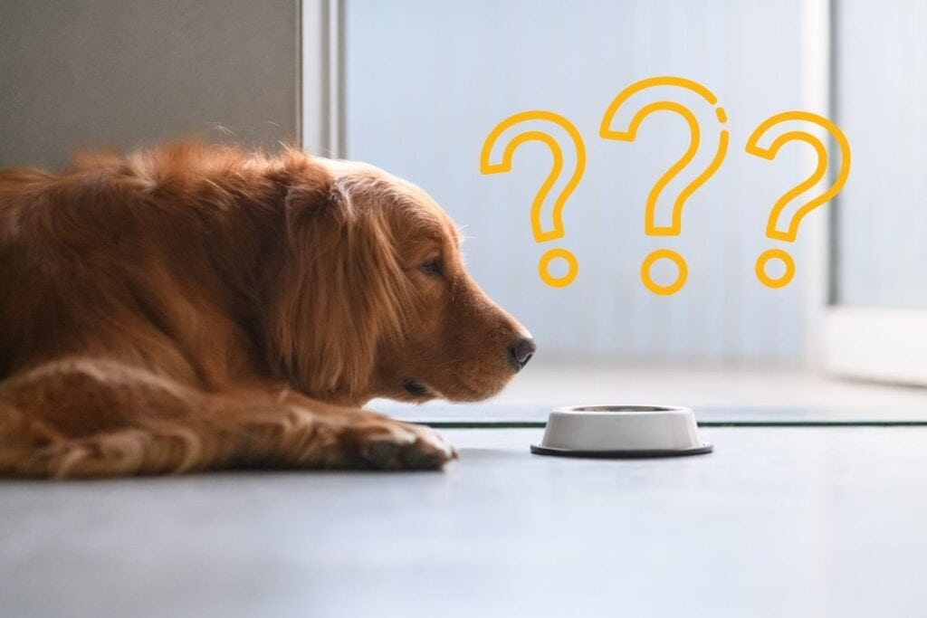 Why Do Golden Retrievers Get Cancer? (Vet Explains!) - Retriever Advice