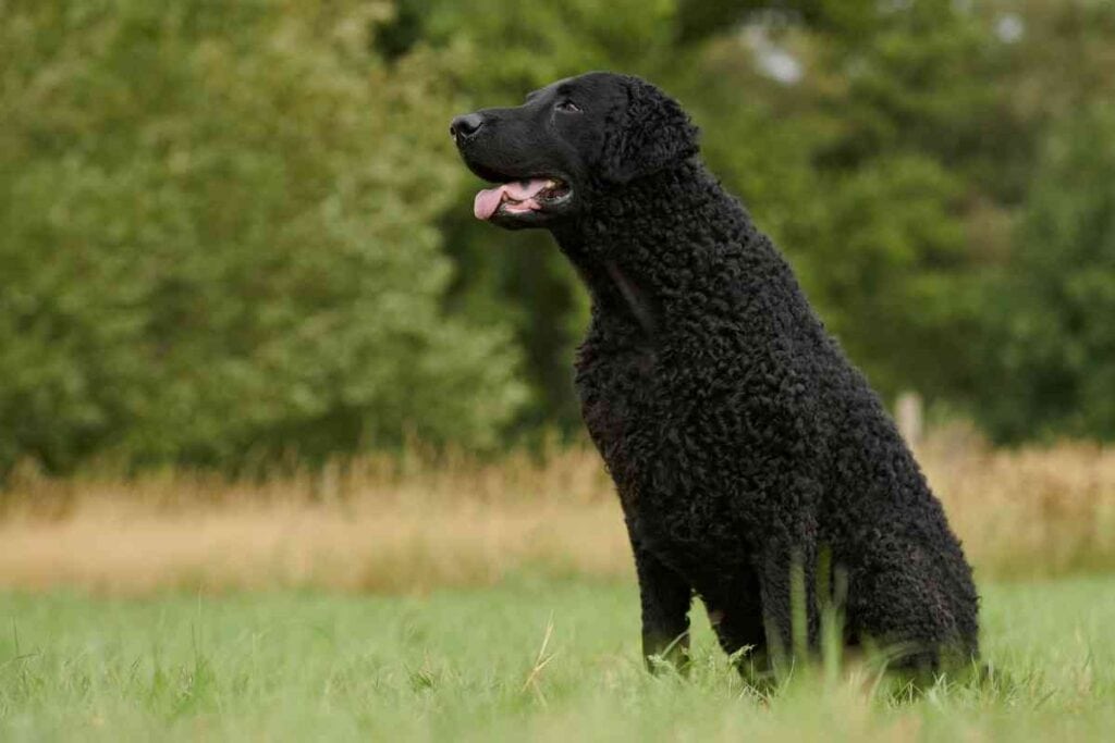 Are Curly-Coated Retrievers Easy to Train? - Retriever Advice