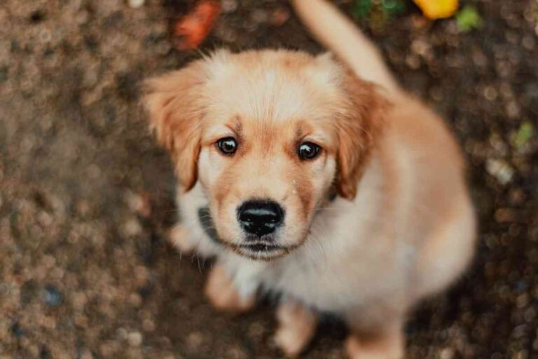 Labrador Retriever Behavior By Age: 9 Key Phases - Retriever Advice
