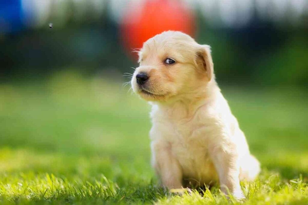 Golden Retriever Mating Age: Breeding Age Explained - Retriever Advice