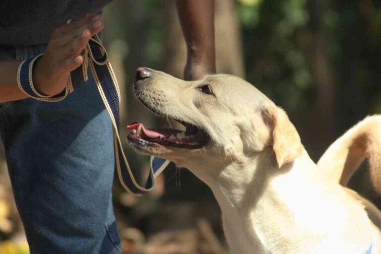More Than 20 Labrador Training Tips: The Ultimate Guide - Retriever Advice