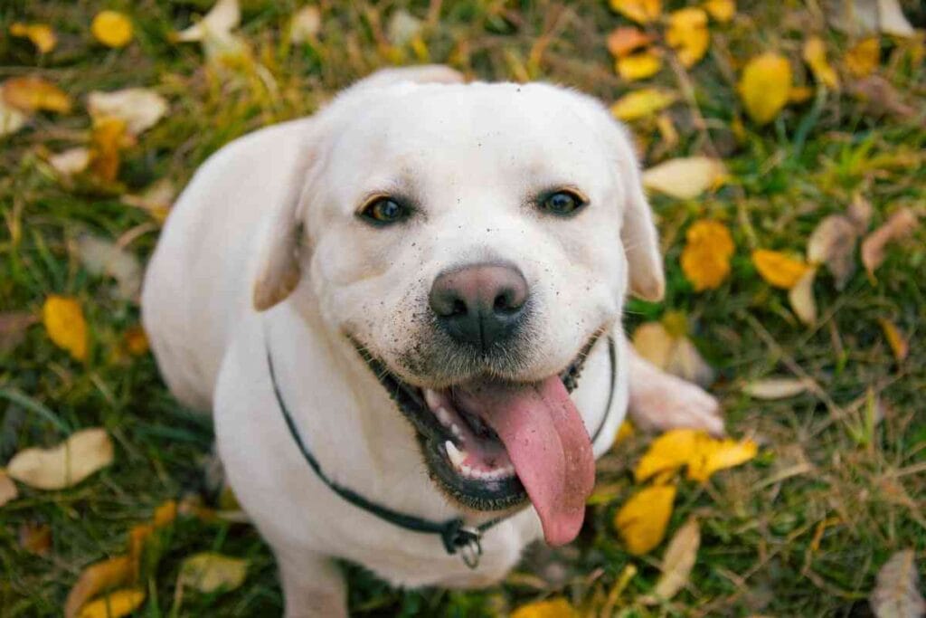 Do Labs Smell? 8 Reasons Your Lab Stinks! - Retriever Advice