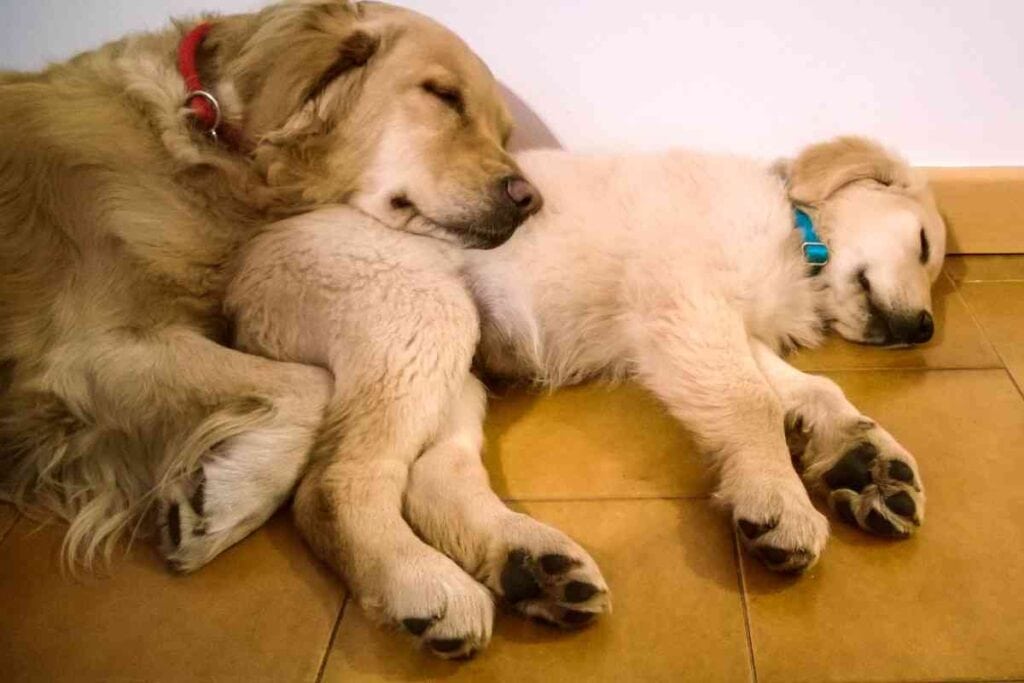 Are Golden Retrievers Lazy? Golden Retriever Energy Levels Explained ...