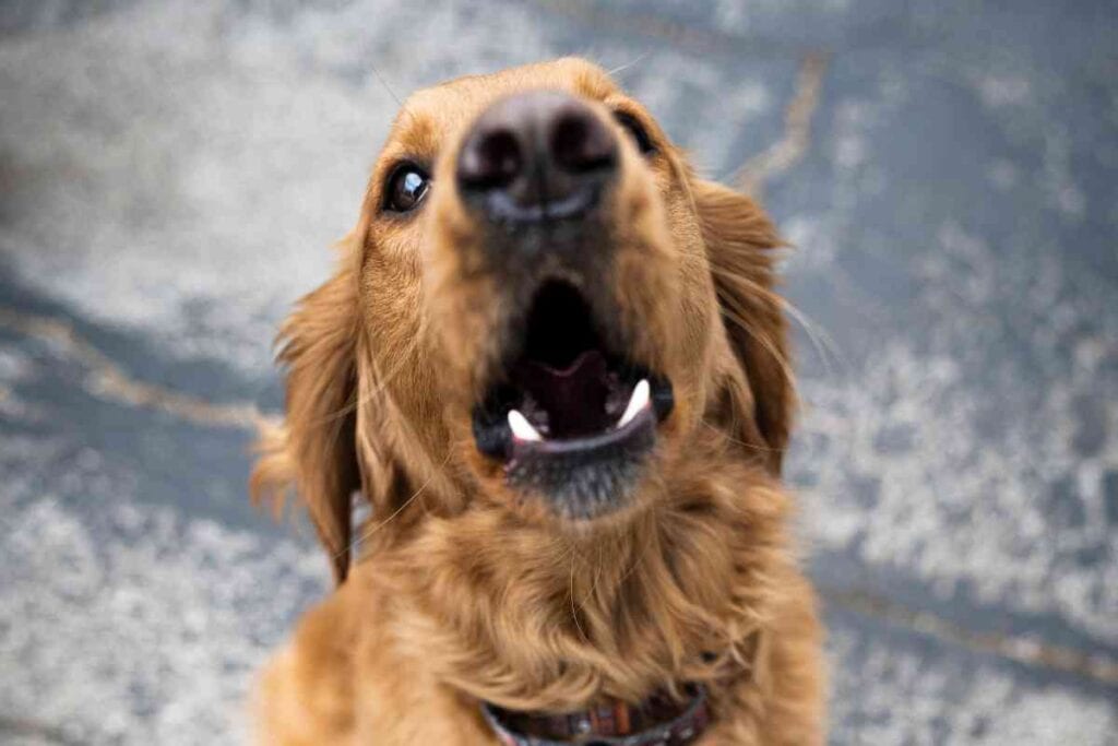 Why Do My Golden Retrievers Ears Stink? - Retriever Advice