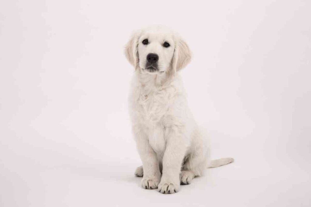 Long Hair vs. Short Hair Golden Retrievers - Retriever Advice