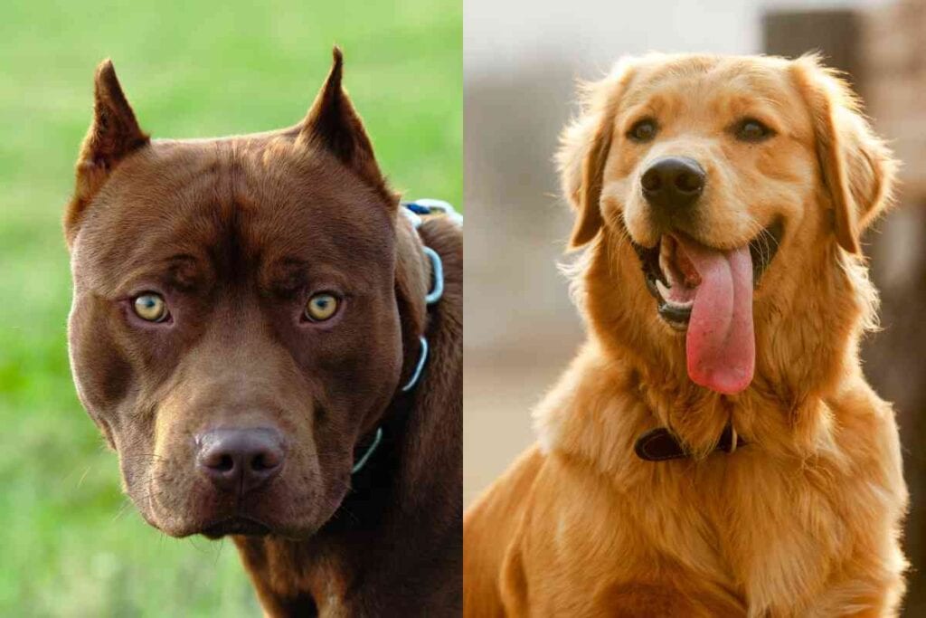 How Long Do Golden Retrievers Sleep? Puppies, Adults, & Seniors ...