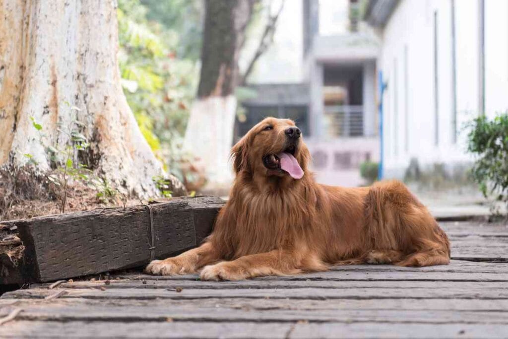 Is It Good For Golden Retrievers To Lay In The Sun? - Retriever Advice