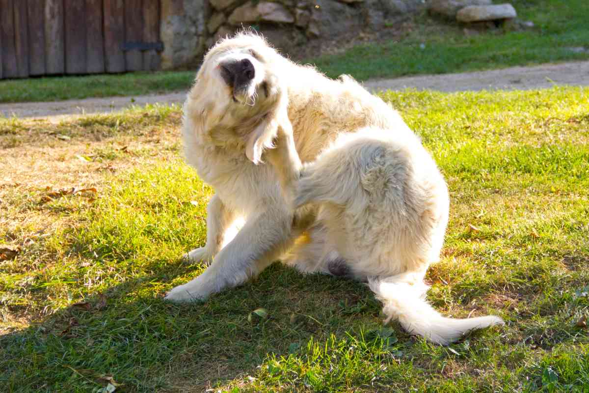 Why Is My Golden Retriever Scratching So Much? - Retriever Advice