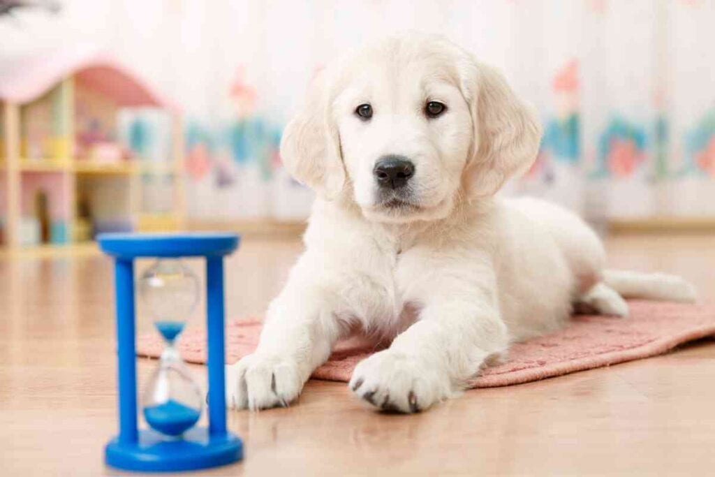2-Year-Old Labrador Retriever – What You Need to Know - Retriever ...
