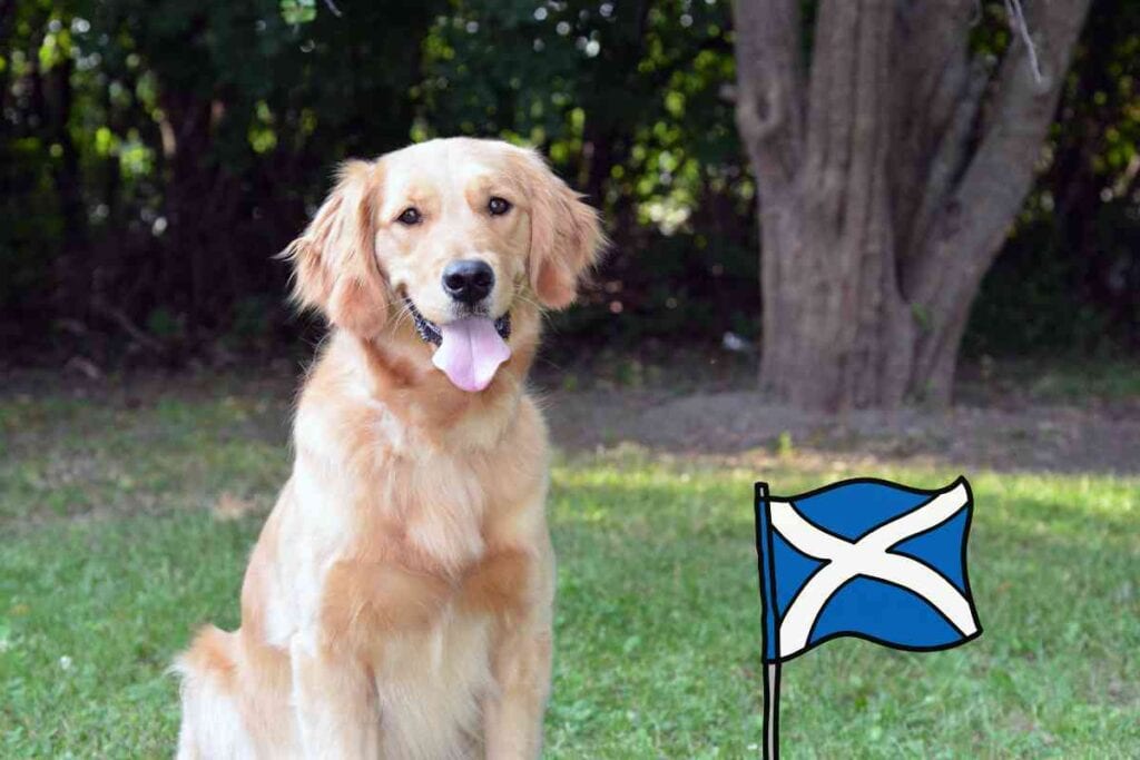 Can a Golden Retriever Be a Guard Dog? - Retriever Advice