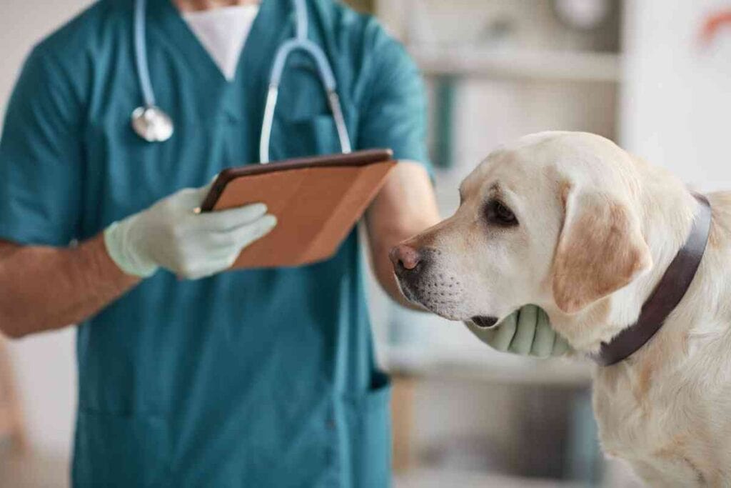 Why Does My Labrador Retriever Have Bumps? Lipomas Explained ...