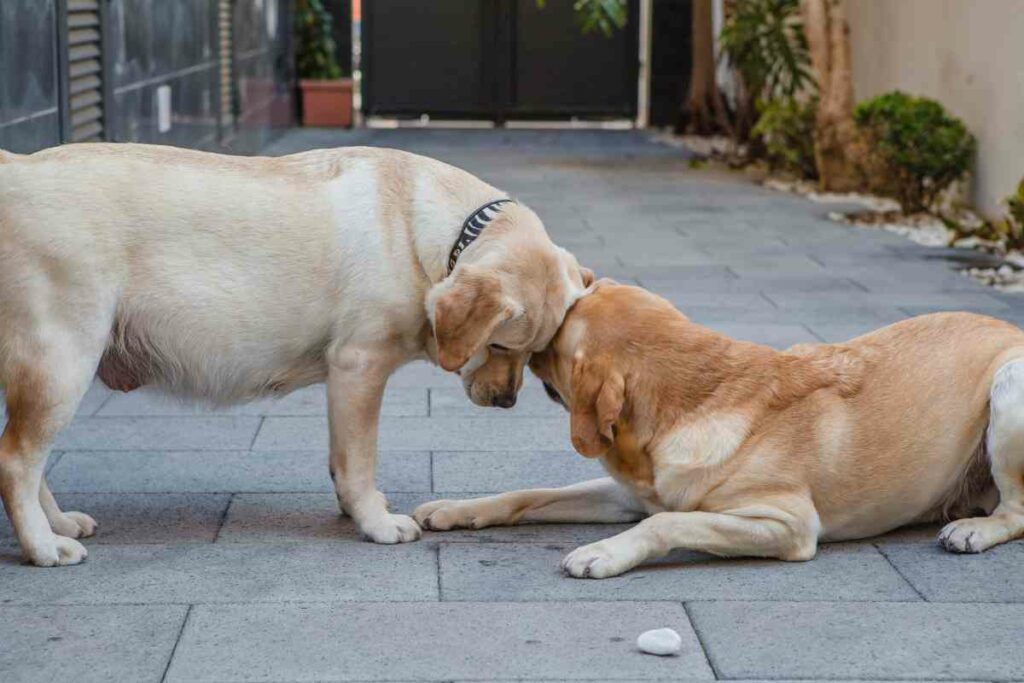 Caring for a Pregnant Labrador Retriever: Tips and Guidelines ...