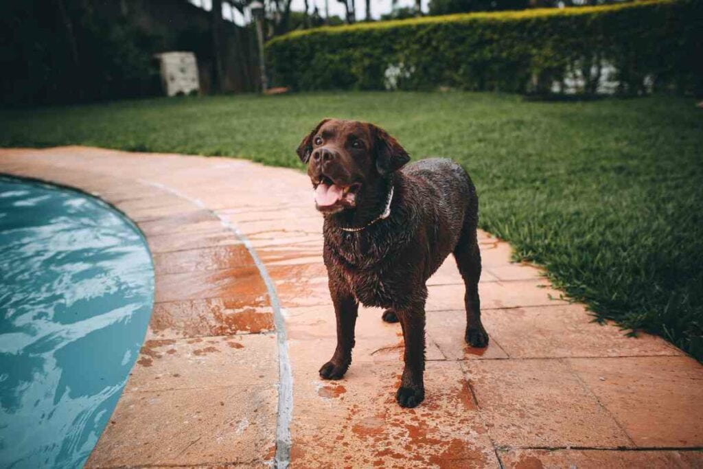 Labrador Retrievers: The Perfect Water Companions - Retriever Advice
