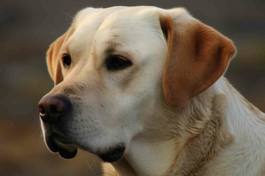 Advanced Training Techniques for Labrador Retrievers: Tips and ...