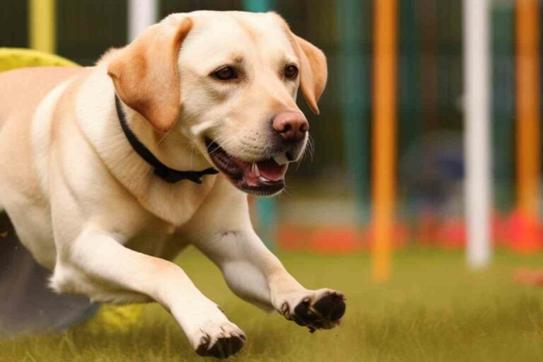 Exercise Routines for Labrador Retrievers: Keeping Your Pup Healthy and ...