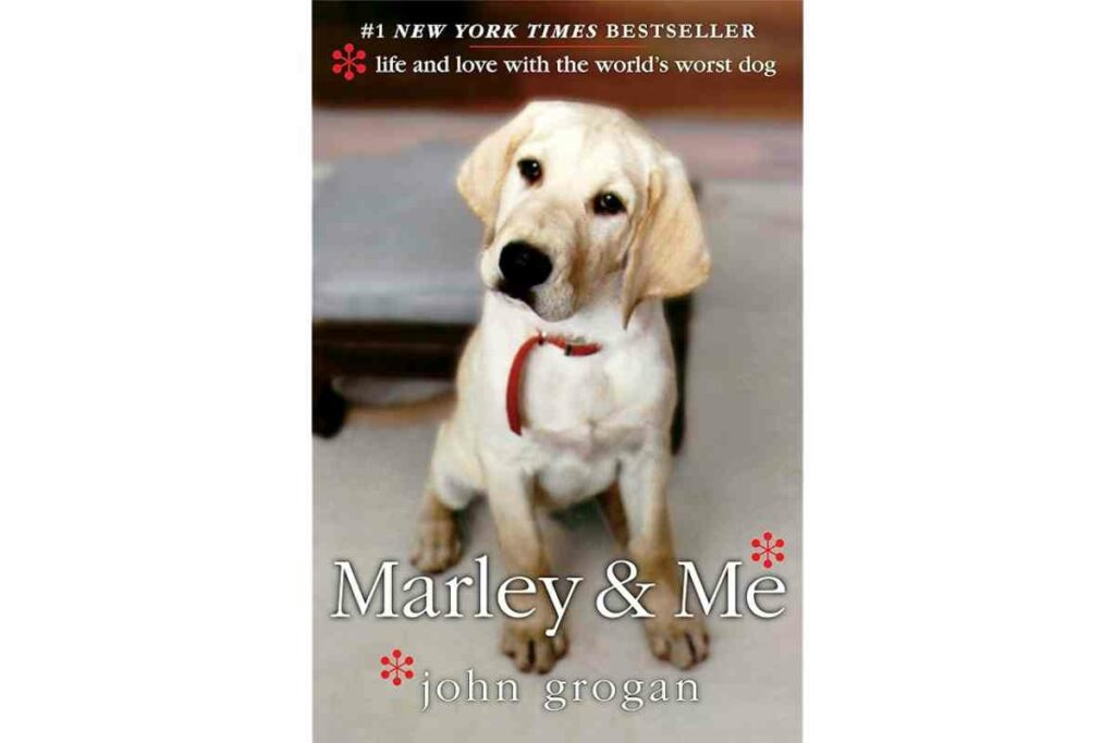 Famous Labrador Retrievers in History: A Look at the Most Notable ...