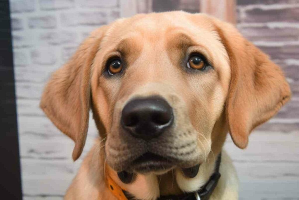 Labrador Retriever Rescue Organizations: Finding Help for Abandoned ...