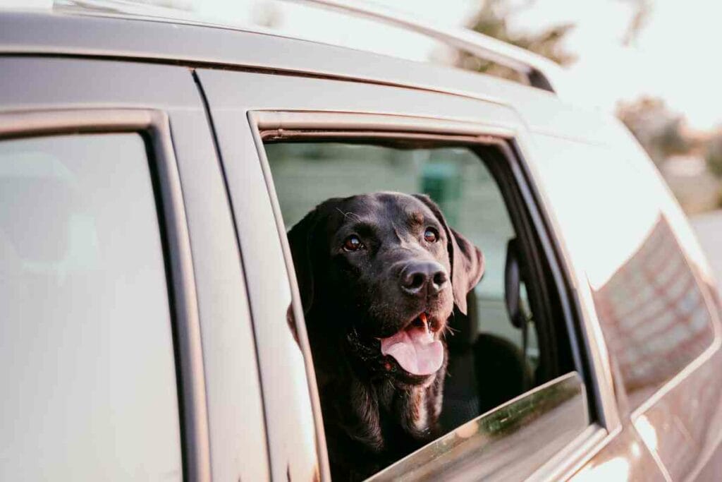 Traveling with Labrador Retrievers: Tips and Tricks for a Smooth Trip ...