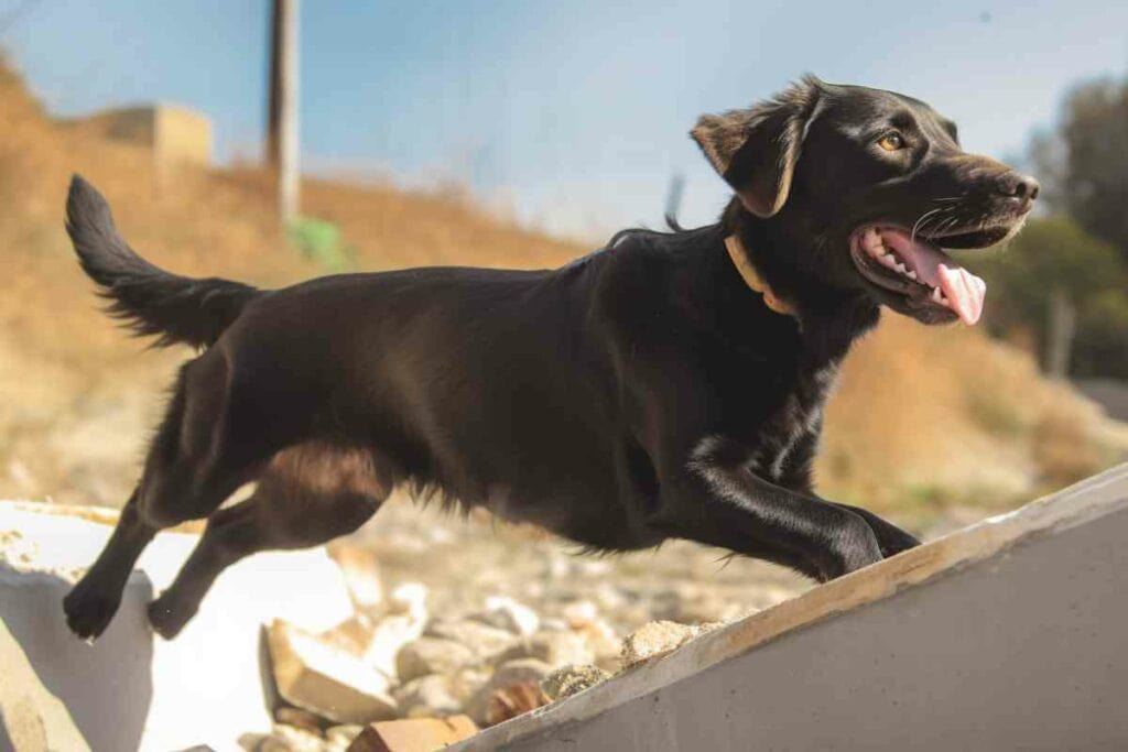 Labrador Retrievers: A Look at Their Influence in Media and Pop Culture ...