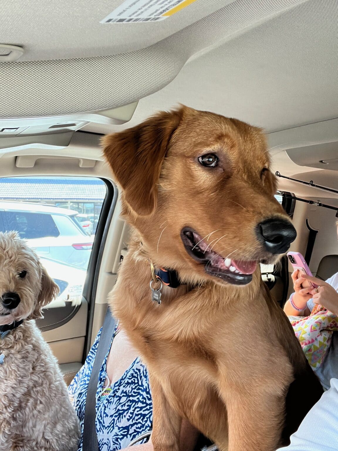 Golden Retriever Colors: A Guide to Shades and Patterns - Retriever Advice